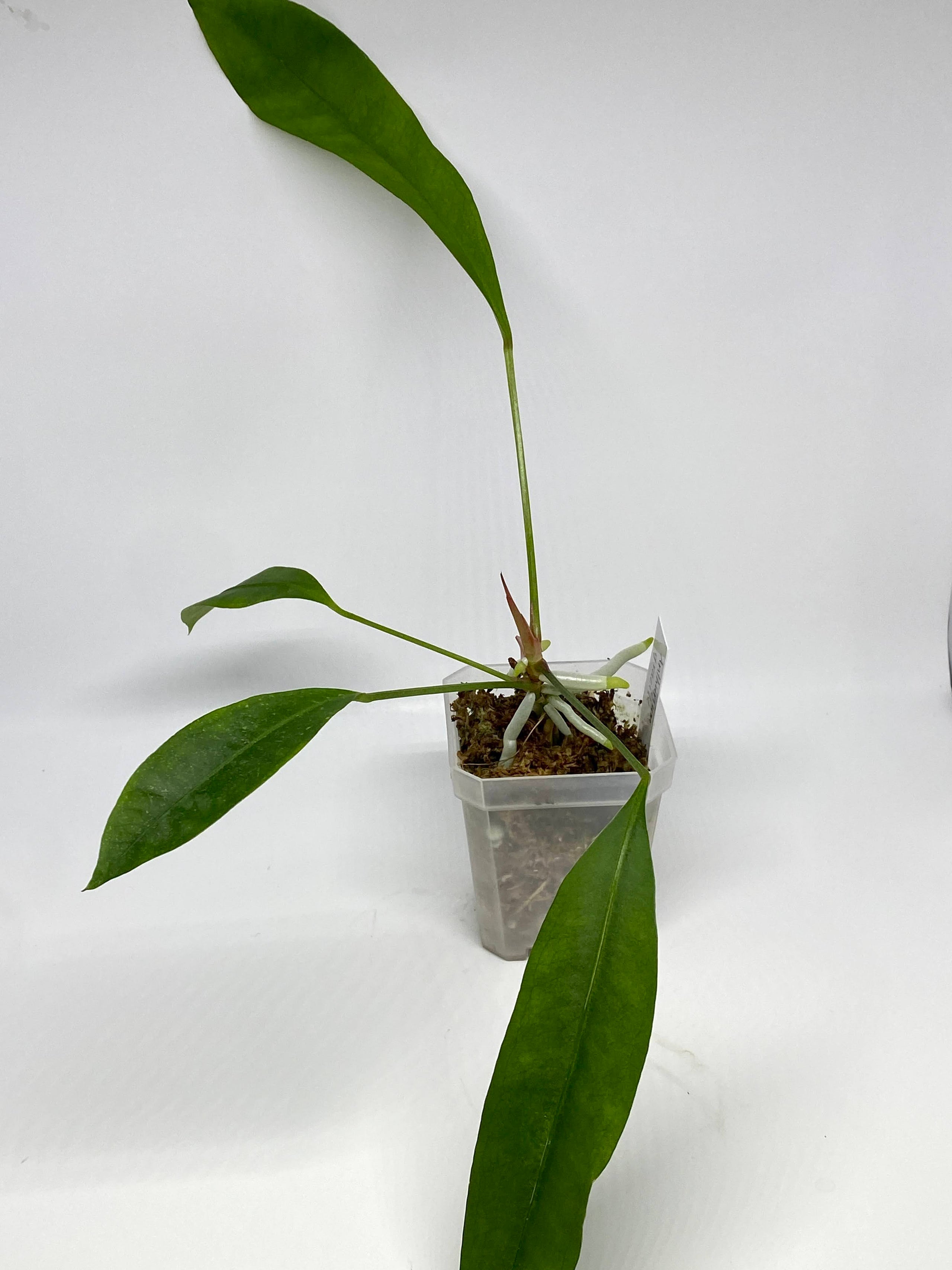 Anthurium Gracile | PARKFOLIA Tropical Plants