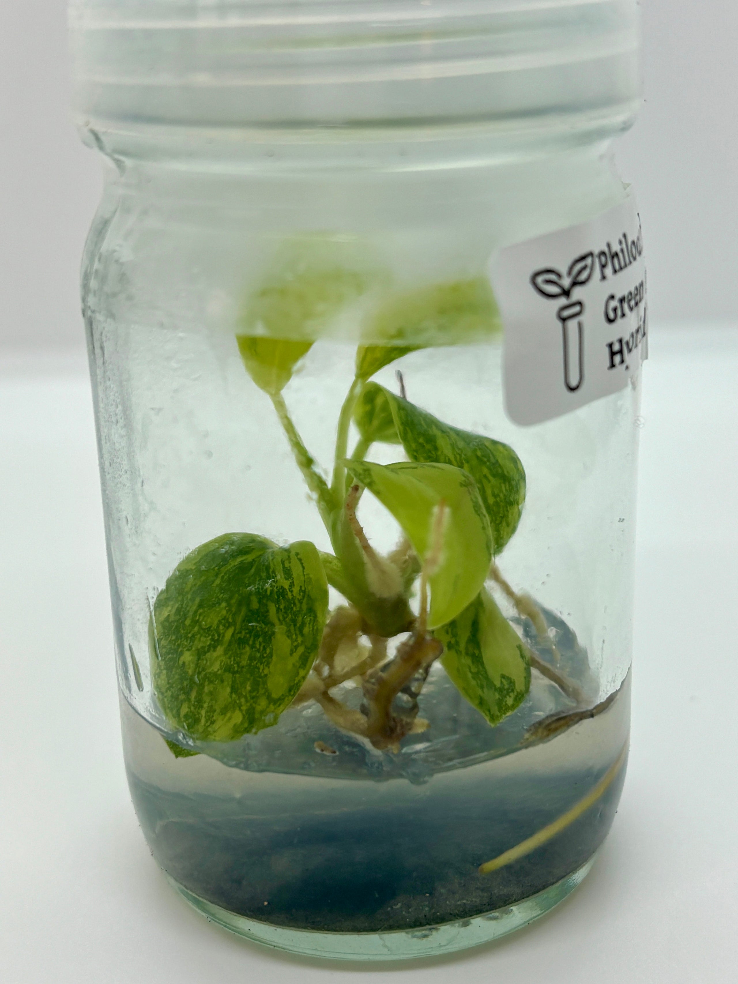 Philodendron Green Congo Hybrid IN GEL | PARKFOLIA Tropical Plants